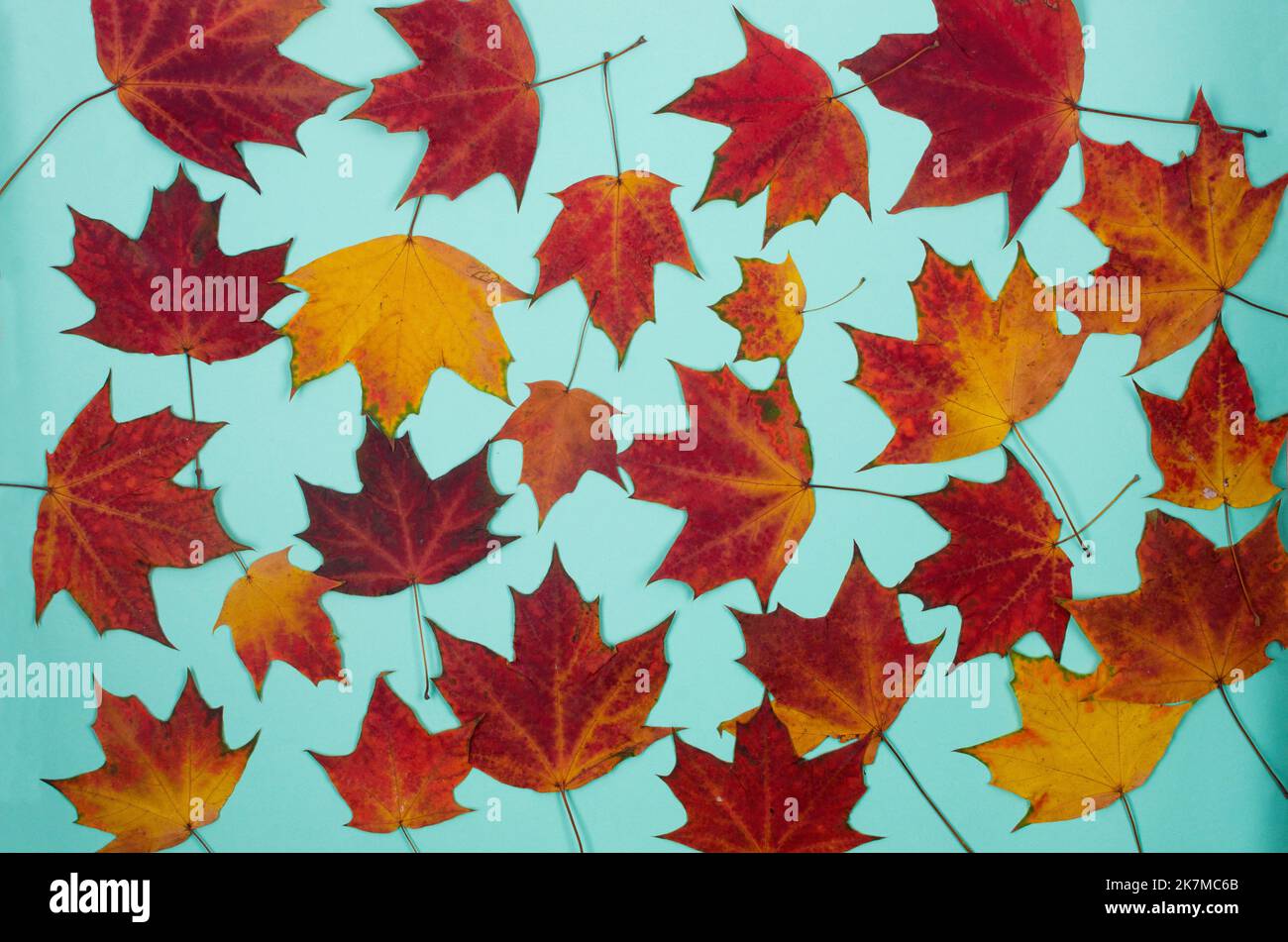 Many of bright autumn colored leaves. Set of yellow, orange and red ...