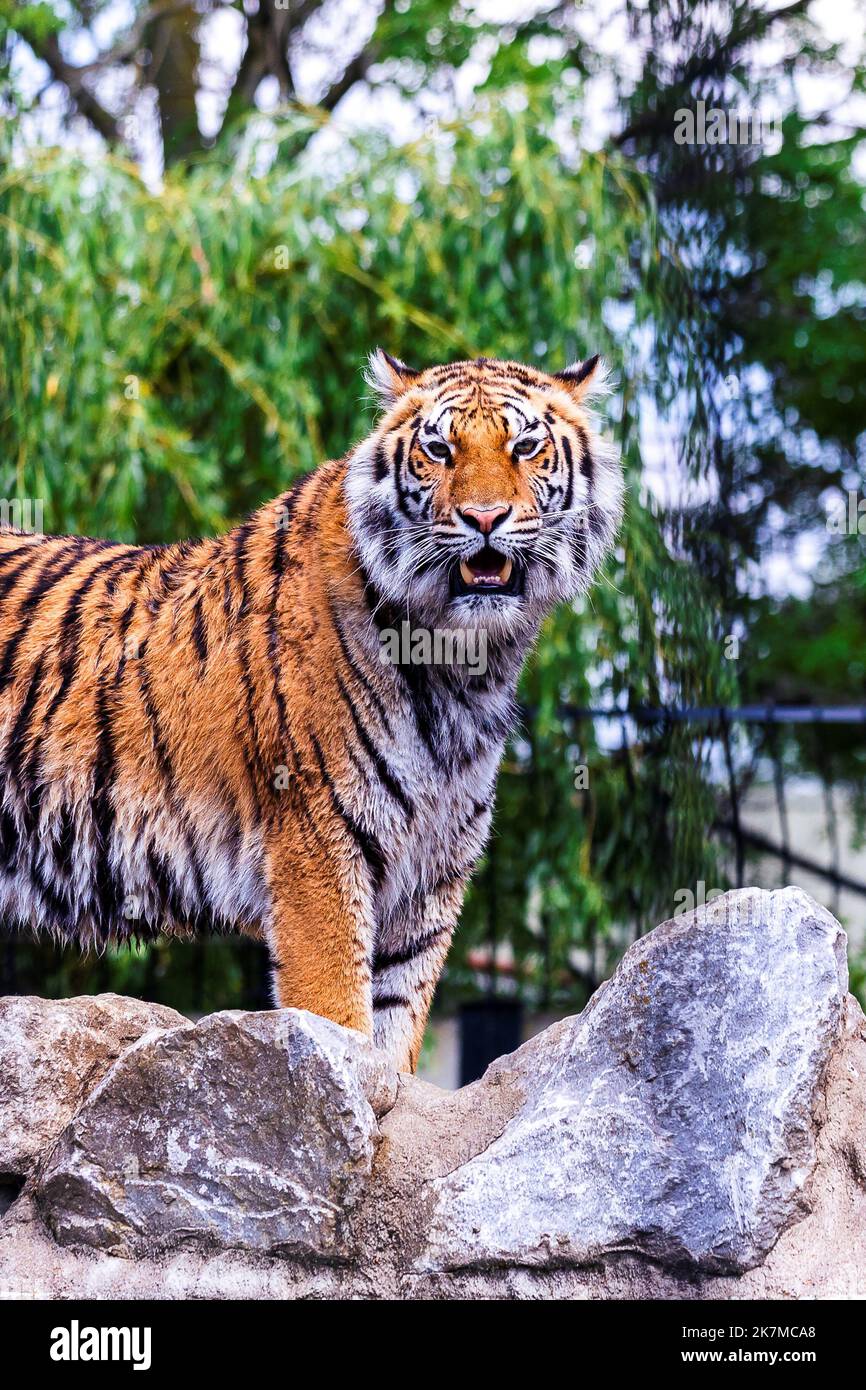 A wildlife portrait of a siberian tiger standing on some rocks looking ...