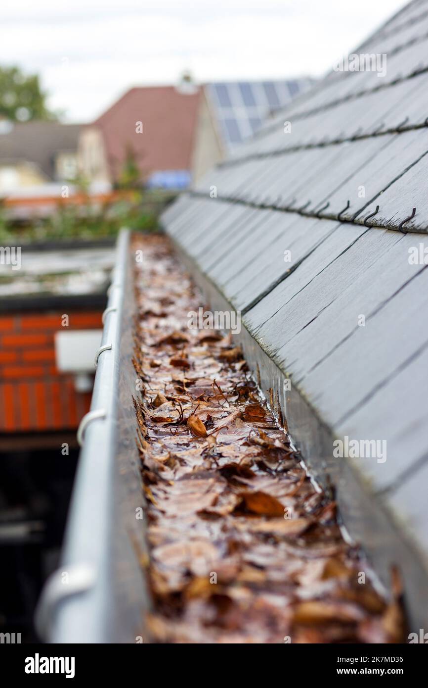 A portrait of a clogged roof gutter with a lot of fallen brown autumn ...