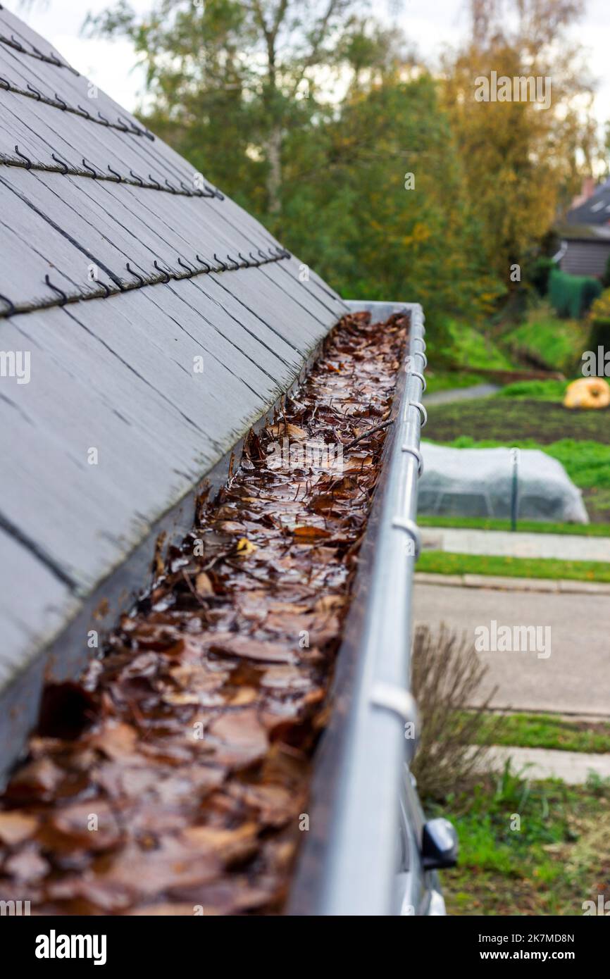 A portrait of a clogged roof gutter with a lot of fallen autumn brown ...