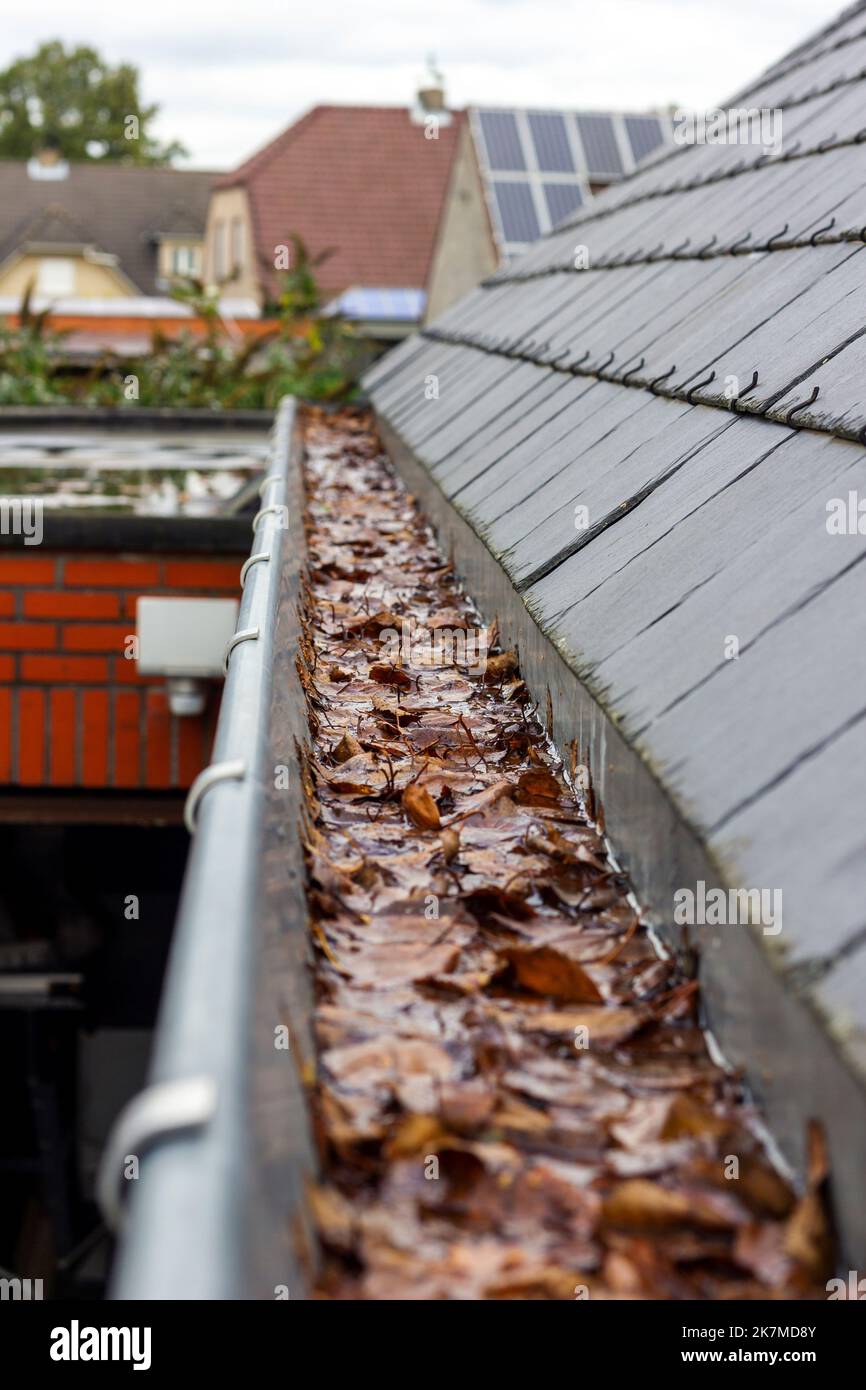 A portrait of a clogged roof gutter with a lot of brown fallen autumn ...