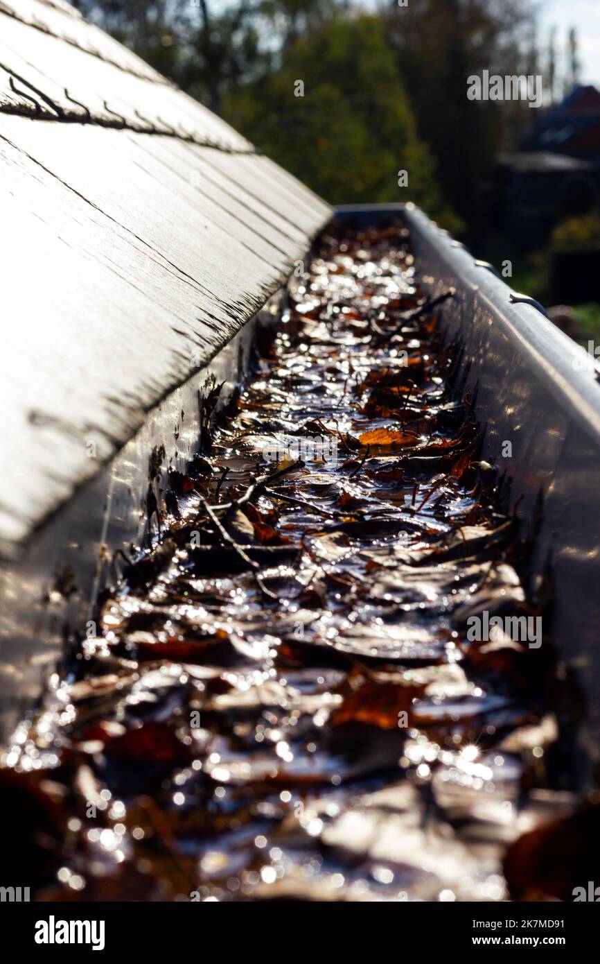A portrait of a clogged roof gutter with a lot of colorful autumn ...