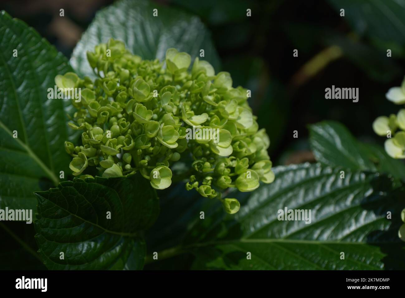 Hortensia macrophylla hi-res stock photography and images - Alamy