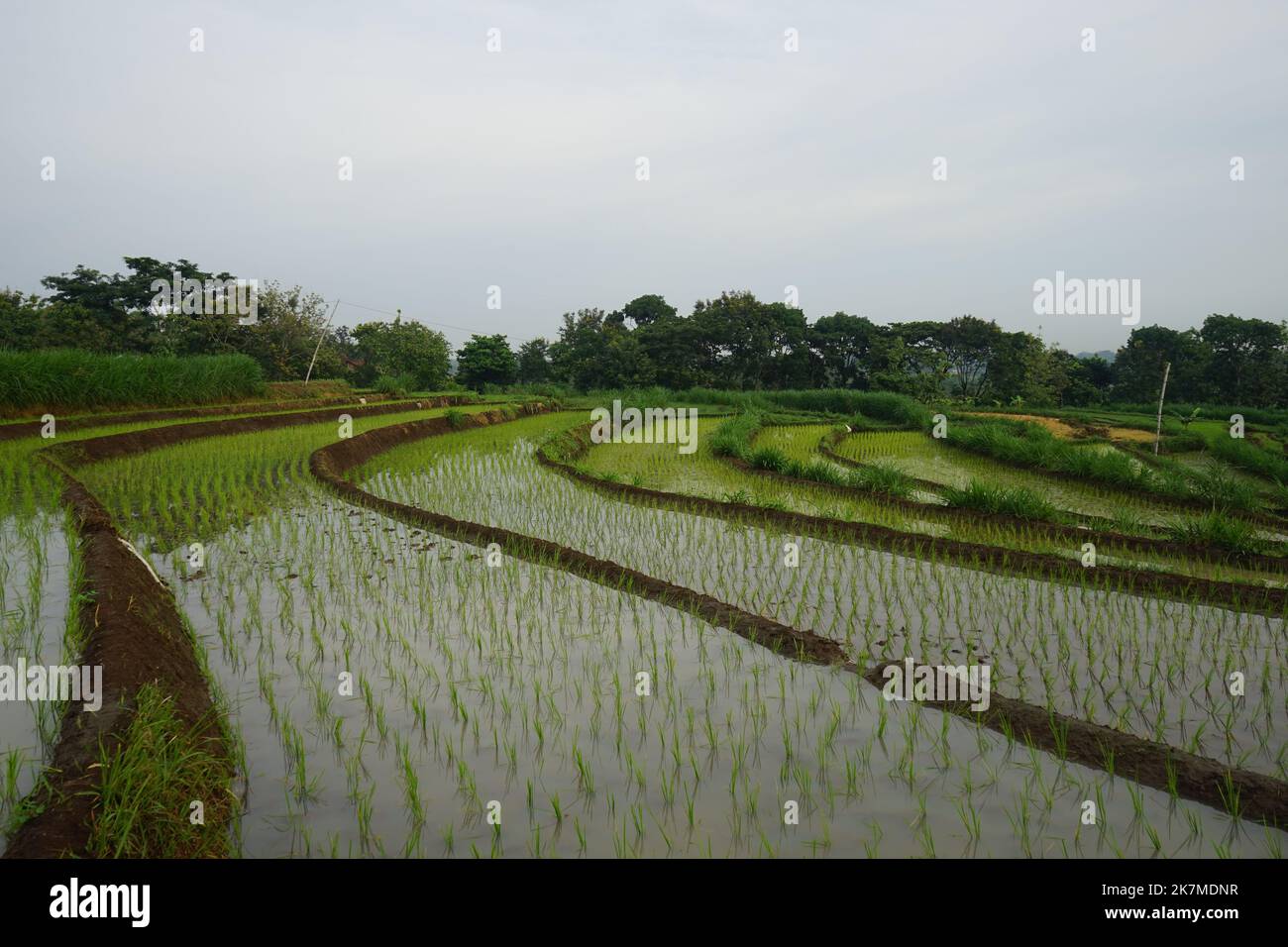 Rice field in East Java, Indonesia Stock Photo - Alamy