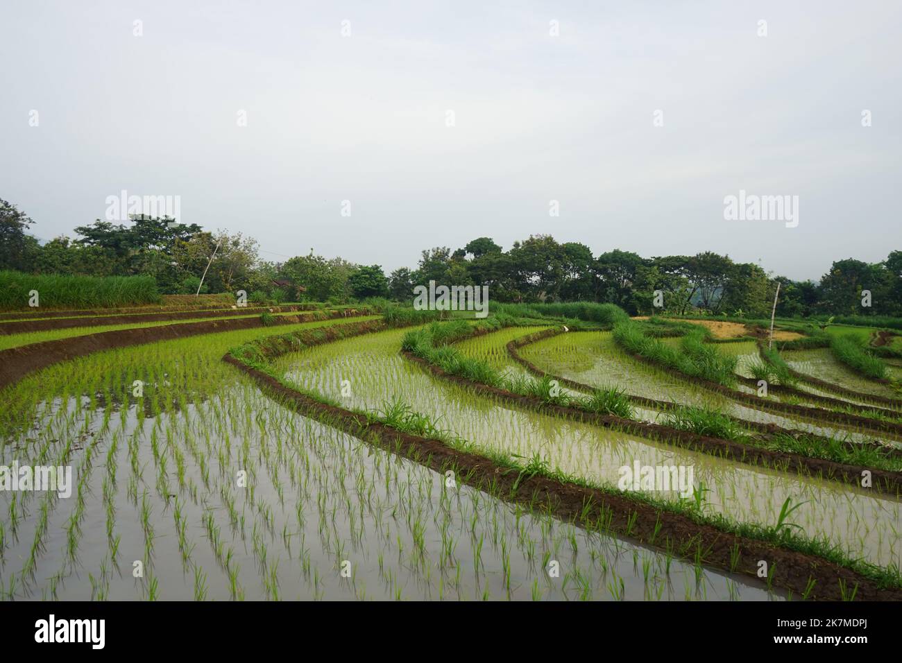 Padi field mountain hi-res stock photography and images - Alamy