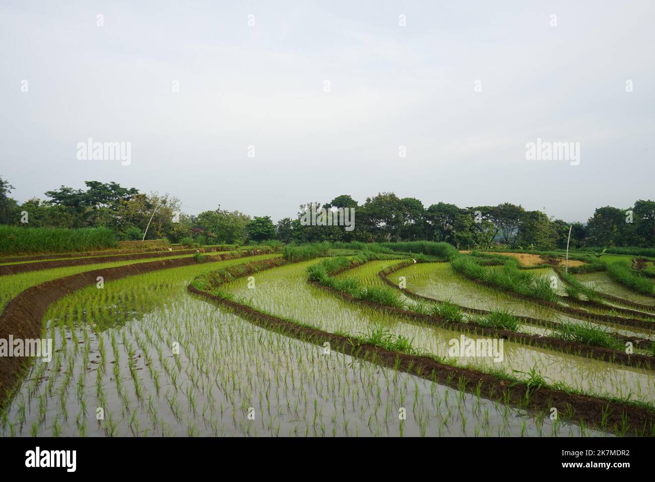 Padi rice hi-res stock photography and images - Alamy