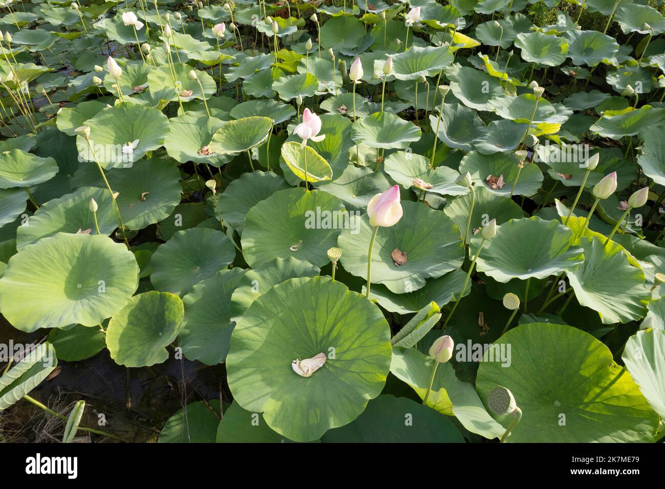 Aerial photographic documentation of a large lotus flower cultivation ...