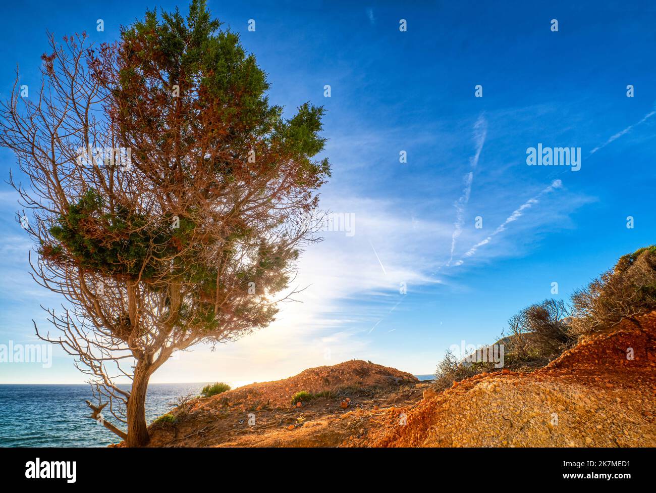 Pine tree on yellow cliff edge over sea against low sun and blue sky ...