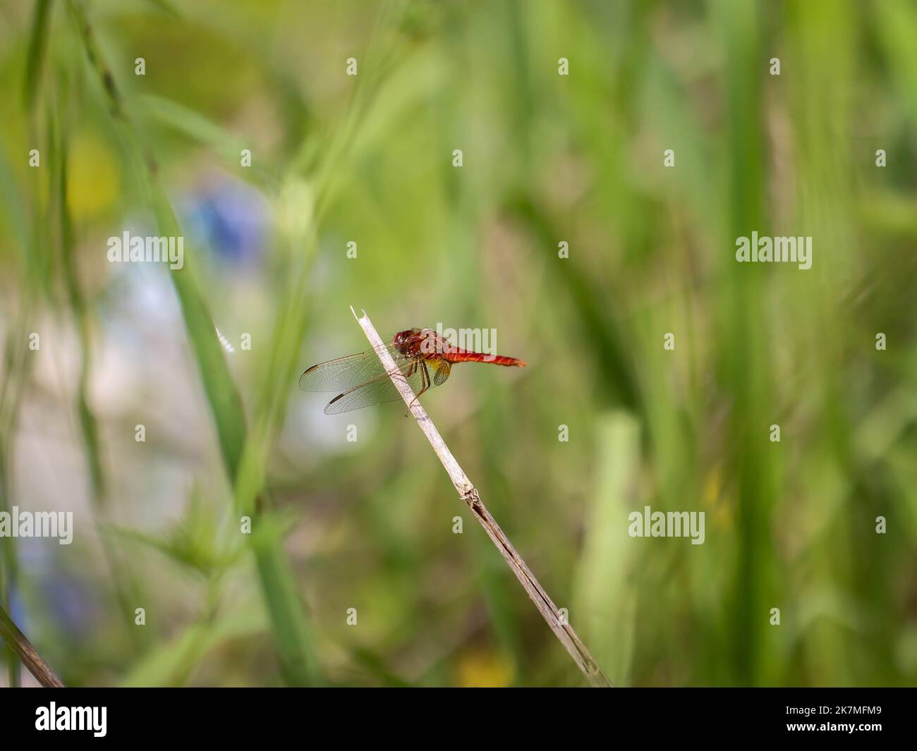 Single male of the scarlet dragonfly (latin name: Crocothemis erythraea ...