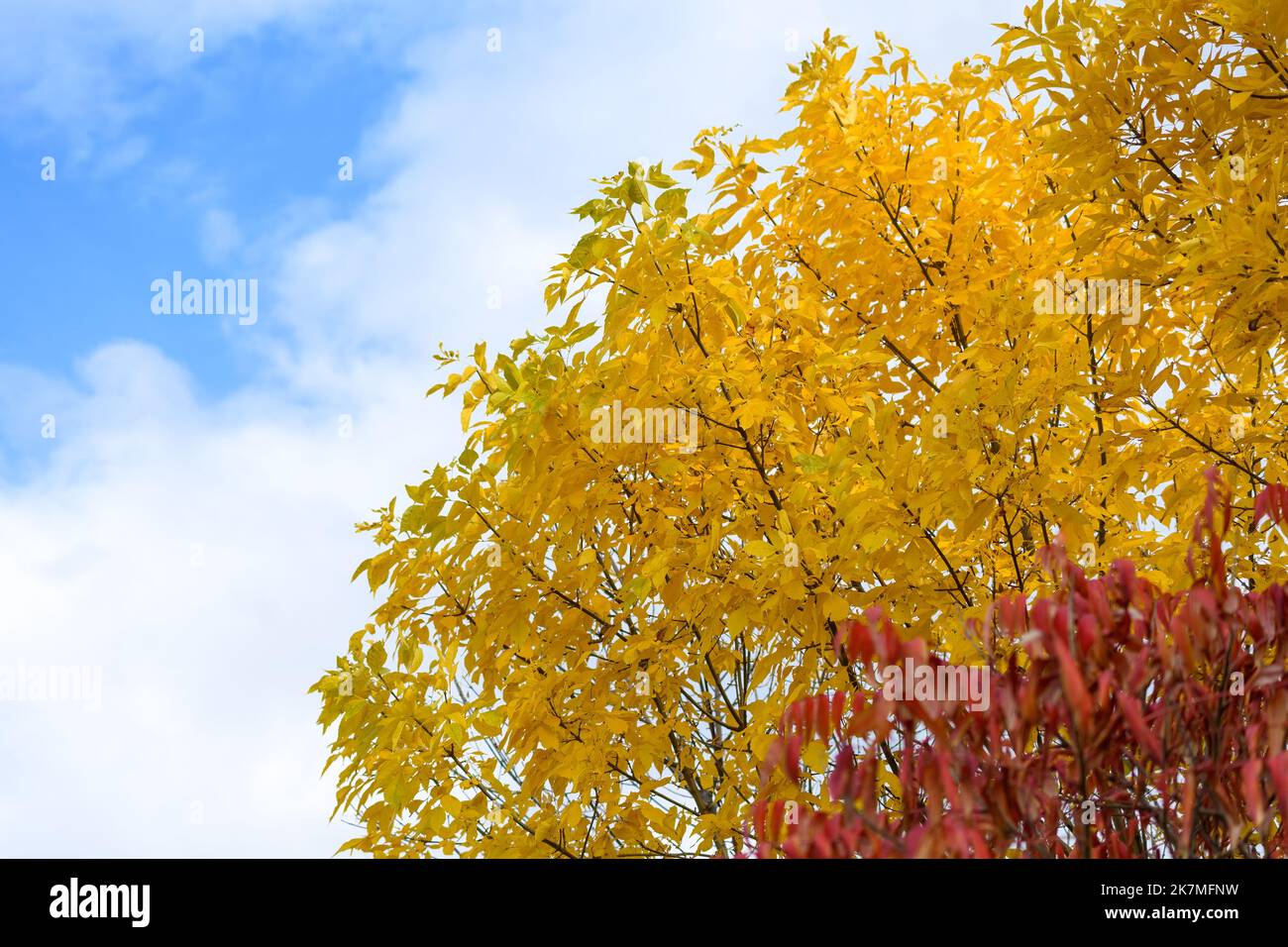 Autumn colors in a Toronto public park. Terraview Park in fall season ...