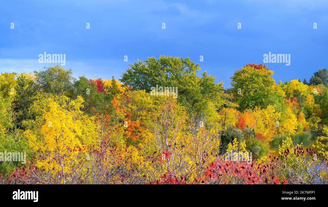 Autumn colors in a Toronto public park. Terraview Park in fall season ...