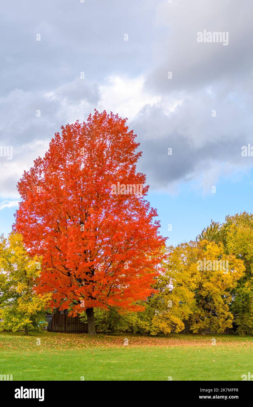Autumn colors in a Toronto public park. Terraview Park in fall season ...