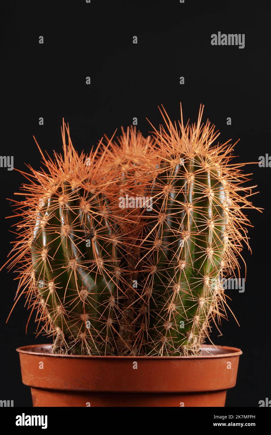 Decorative cactus with orange needles on a black background Stock Photo ...
