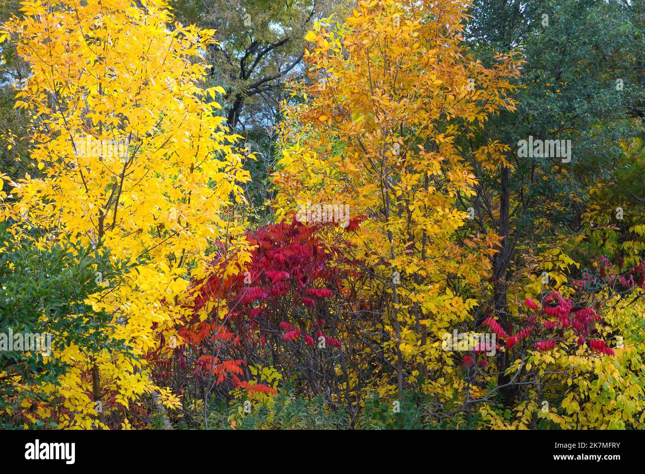 Autumn colors in a Toronto public park. Terraview Park in fall season ...
