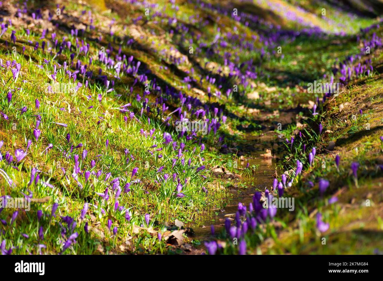 beautiful nature background in spring. crocus flowers on a hump of ...