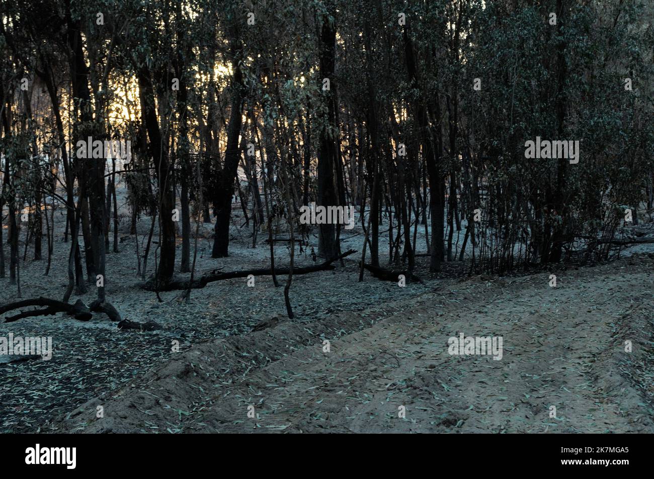 Aftermath of the wildfire of July 2022 in Ludo, Ria Formosa Natural ...
