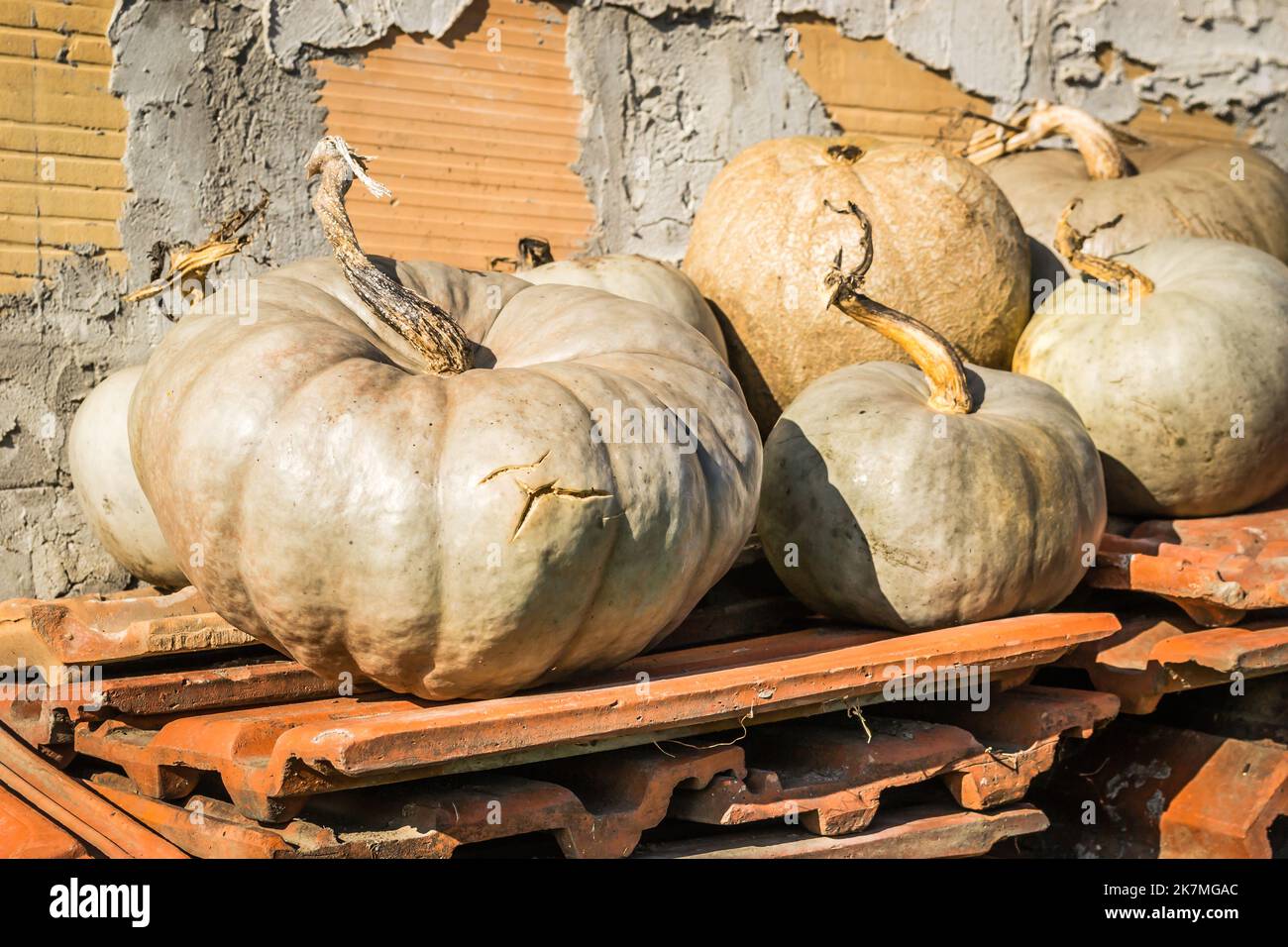 Pumpkins drying in the sun ready for the fall festival Stock Photo - Alamy