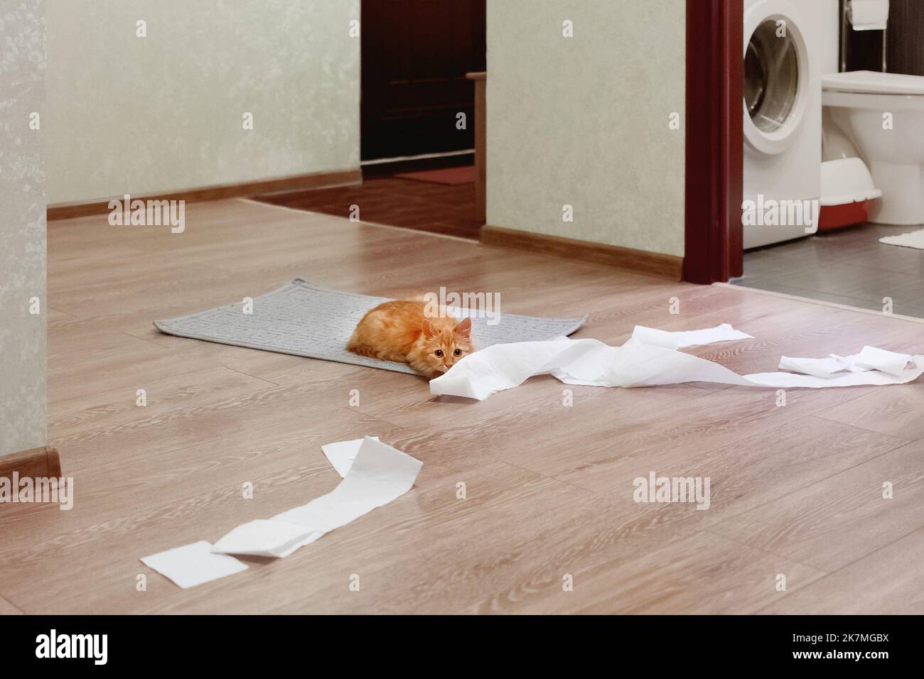 Cute ginger cat was playing with toilet paper. Fluffy pet looking ...