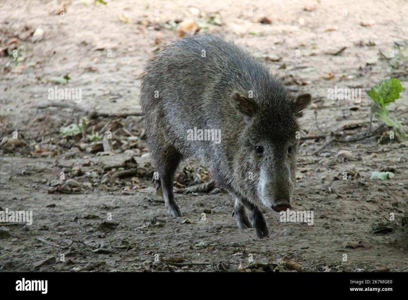 The Cute Face of a Collared Peccary Wild Animal Stock Photo - Alamy