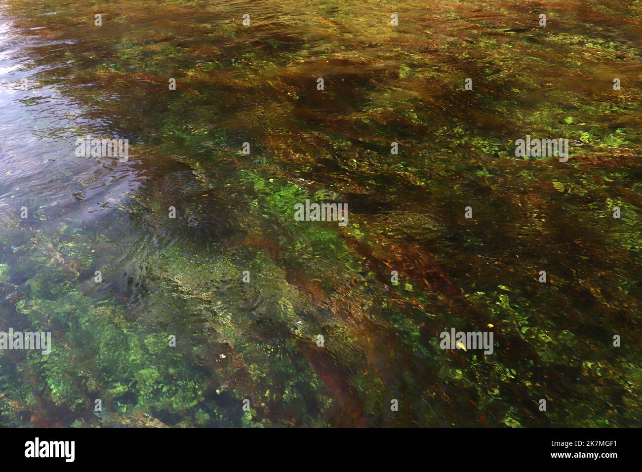 Algae under the sea. Background texture Stock Photo - Alamy