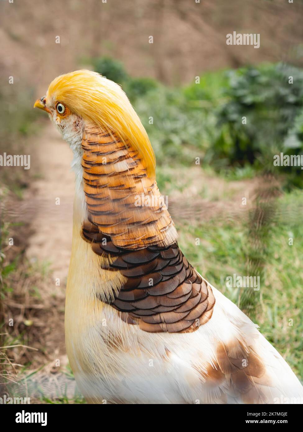 Golden pheasant or Chrysolophus pictus, also known as Chinese pheasant ...