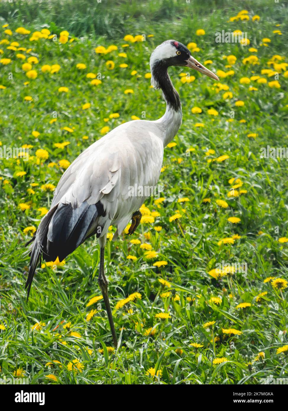 Common crane or Grus grus is standing in grass. Big bird also known as ...