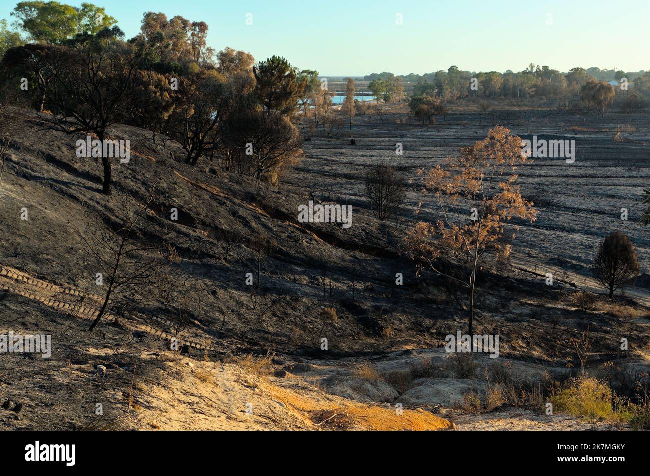 Aftermath of the wildfire of July 2022 in Ludo, Ria Formosa Natural ...