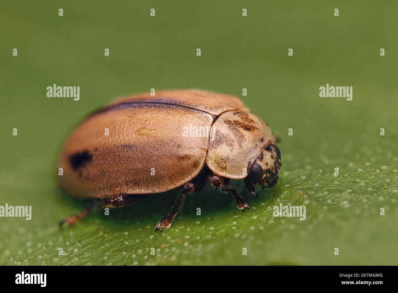 Larch Ladybird (Aphidecta obliterata) at rest on leaf. Tipperary ...