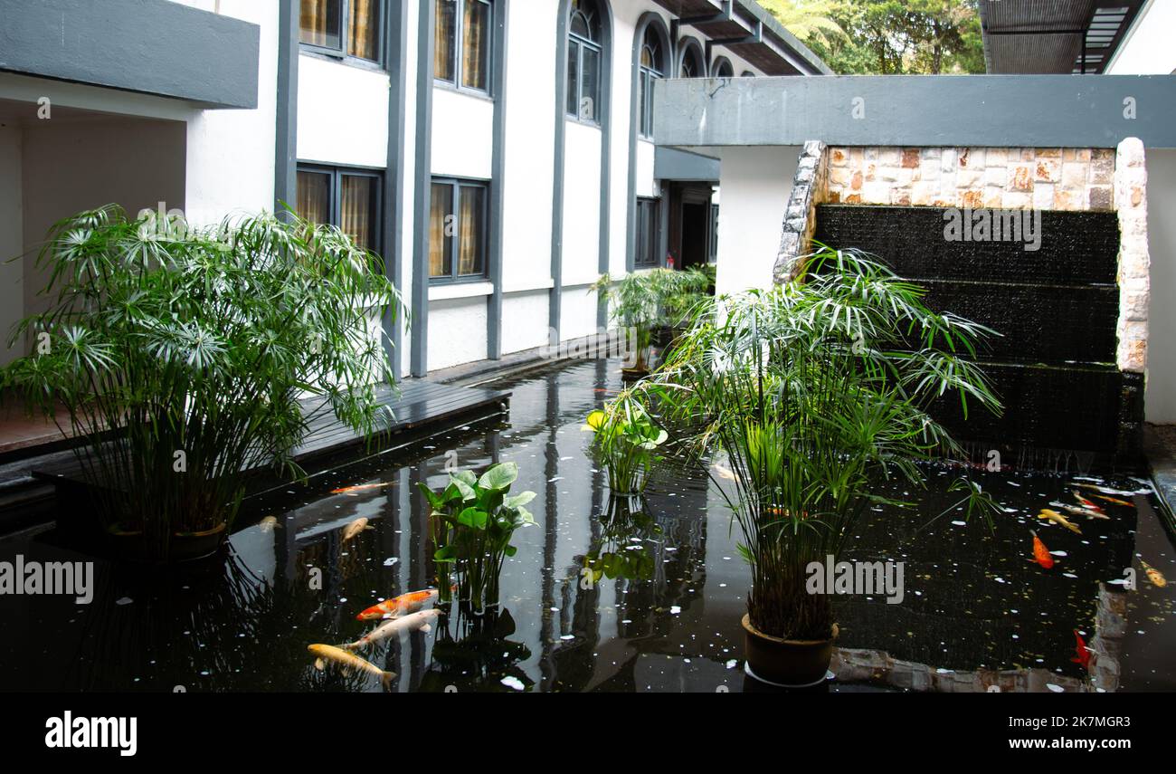 coy pond with coy fish black and white architecture and design with ...