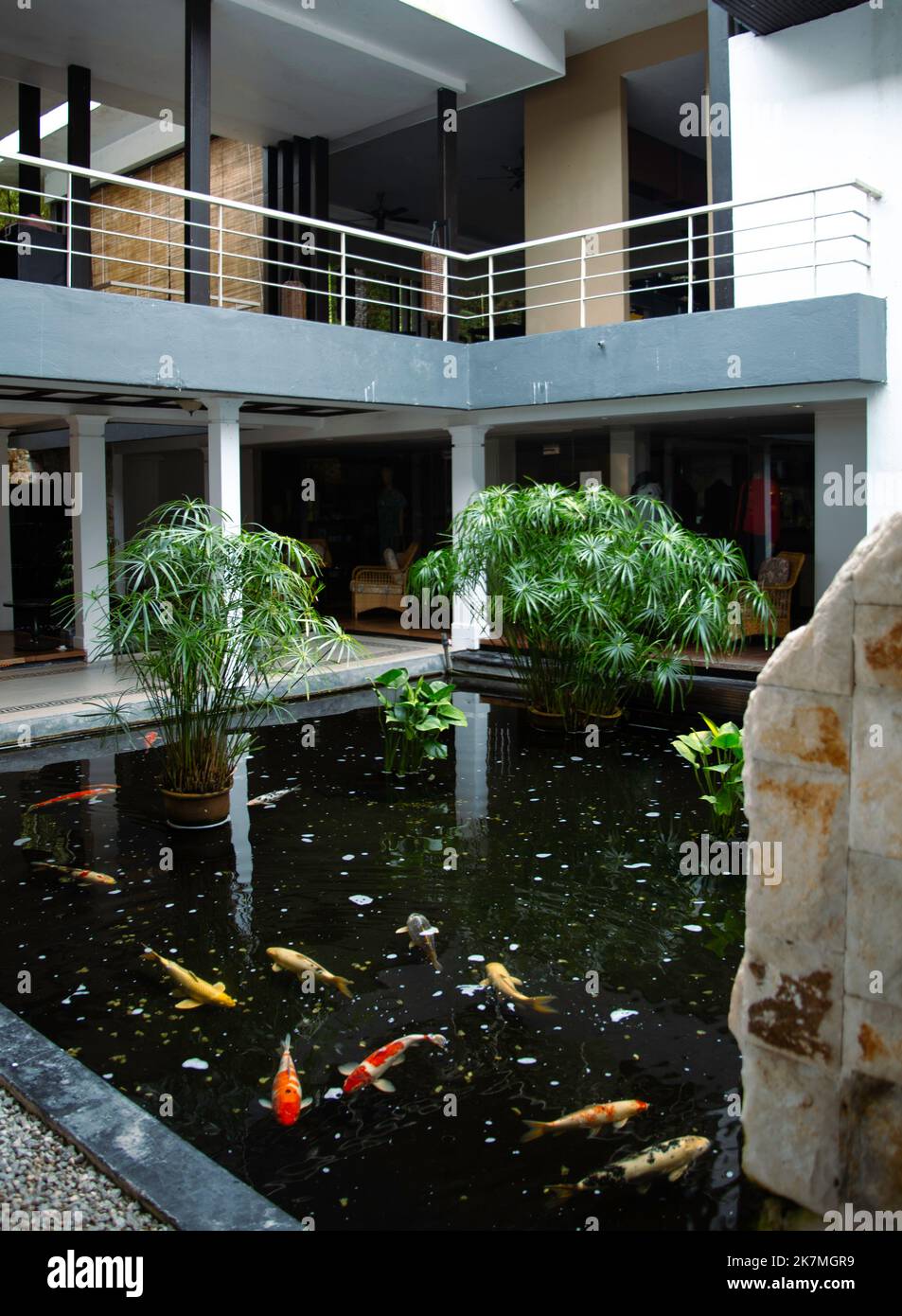 coy pond with coy fish black and white architecture and design with ...