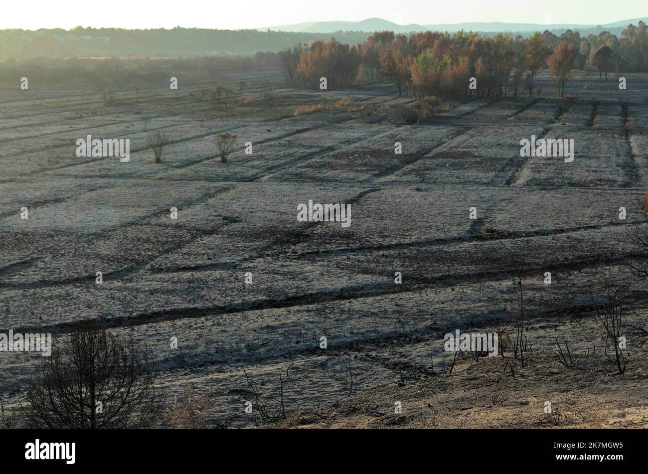 Aftermath of the wildfire of July 2022 in Ludo, Ria Formosa Natural ...