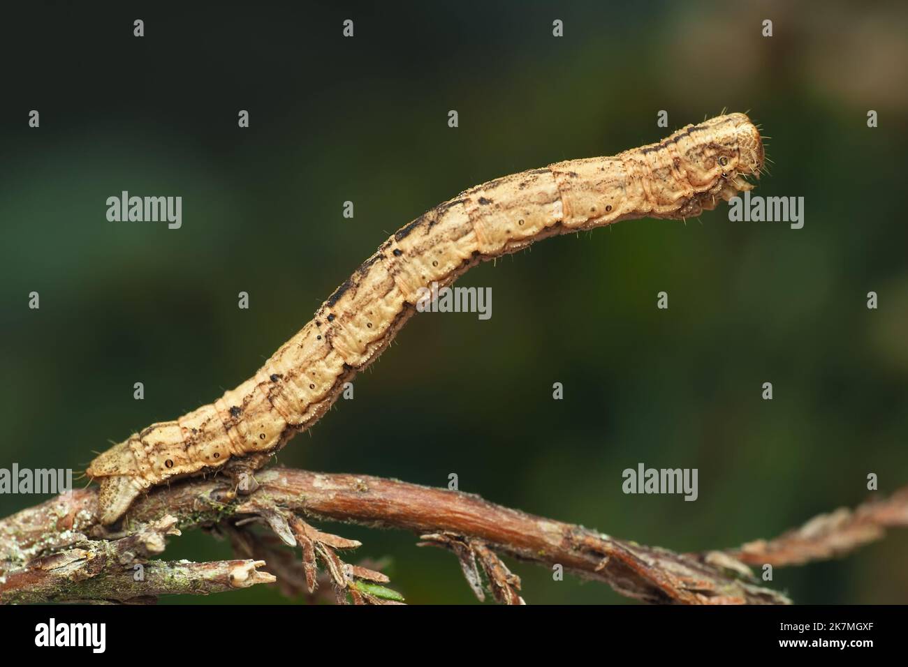 Mottled Beauty moth caterpillar (Alcis repandata) on heather stem ...