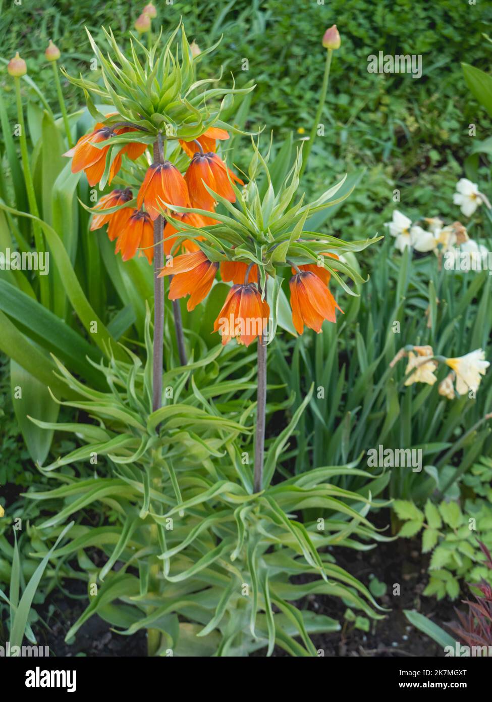 Orange flowers of Fritillaria imperialis, crown imperial, imperial ...