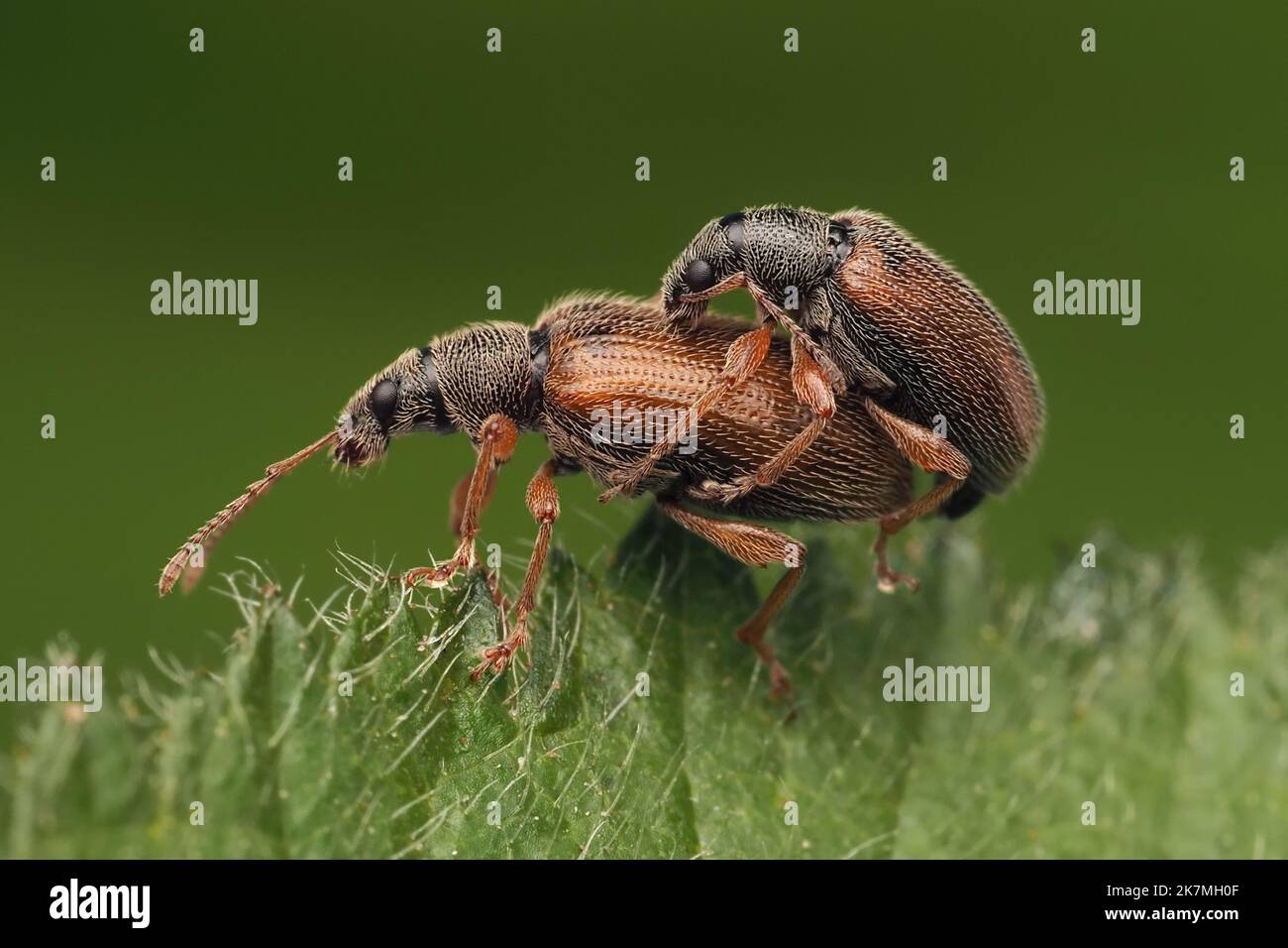 Phyllobius oblongus mating hi-res stock photography and images - Alamy