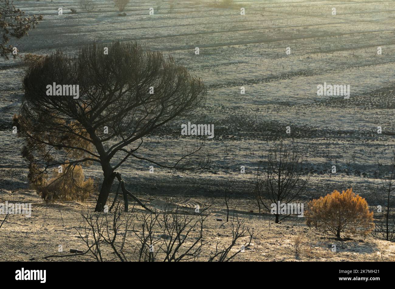 Aftermath of the wildfire of July 2022 in Ludo, Ria Formosa Natural ...