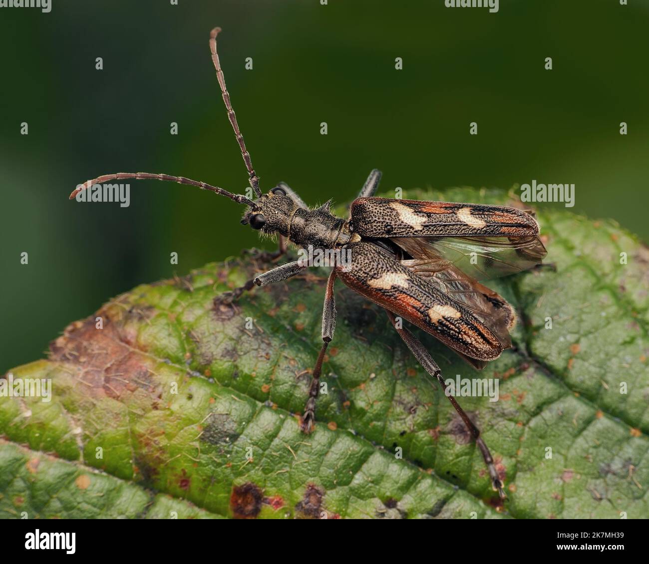 Two-banded Longhorn Beetle (Rhagium bifasciatum) about to take flight ...