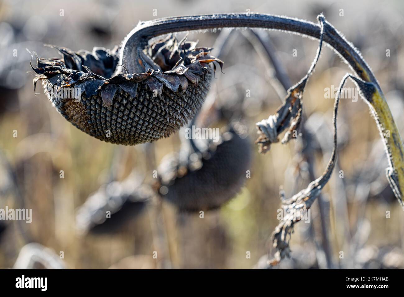 Old sunflower hi-res stock photography and images - Alamy