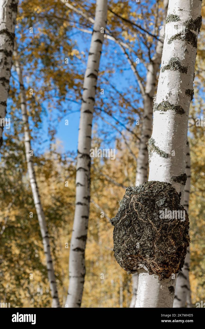 growth on a tree trunk in the forest. Cap is a growth on a tree with ...