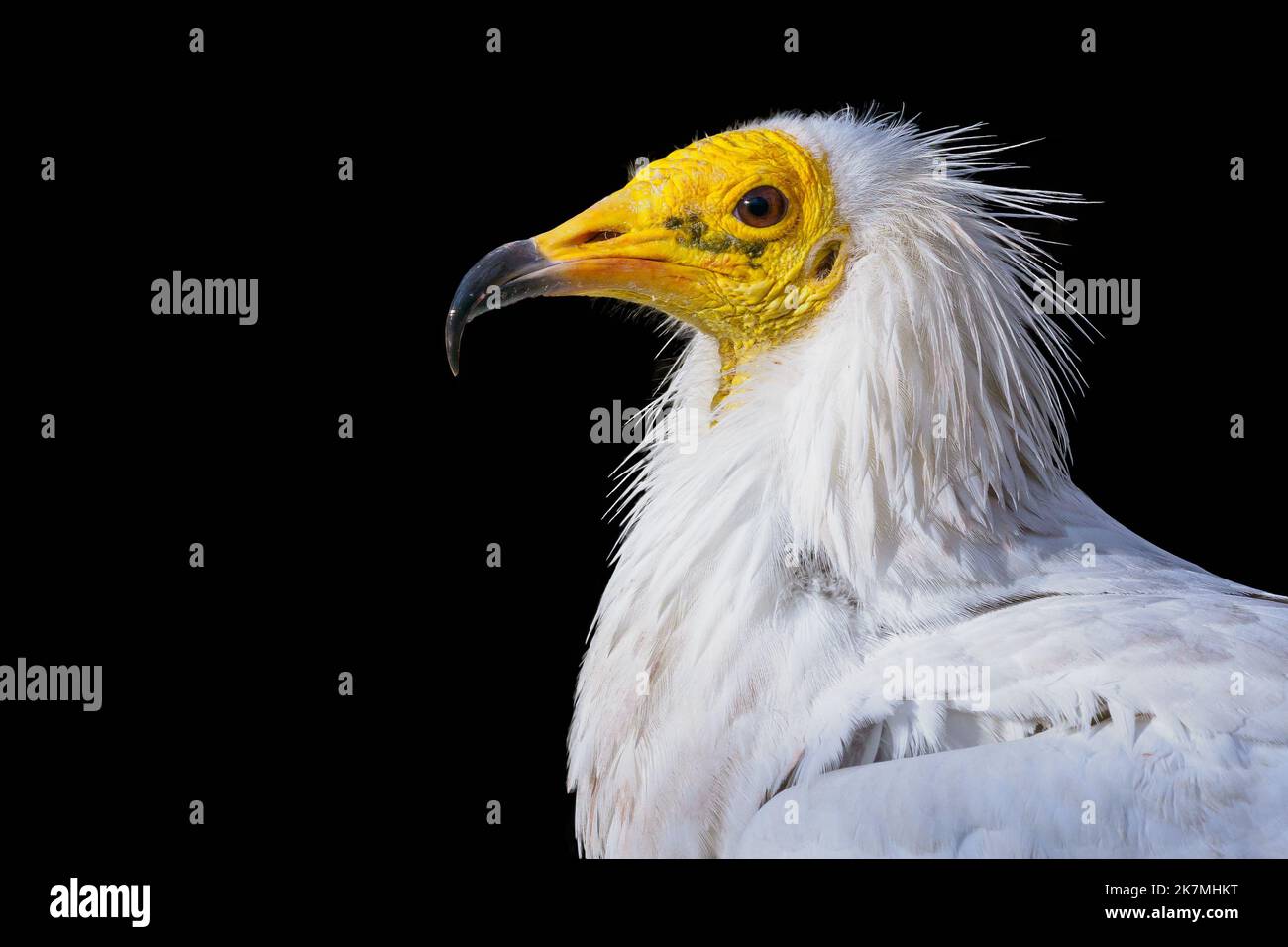 Vulture cut out hi-res stock photography and images - Alamy