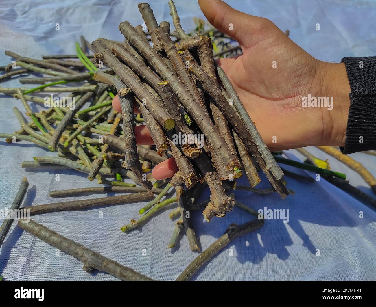 Asian moonseed hi-res stock photography and images - Alamy