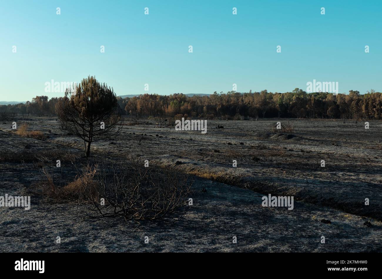 Aftermath of the wildfire of July 2022 in Ludo, Ria Formosa Natural ...