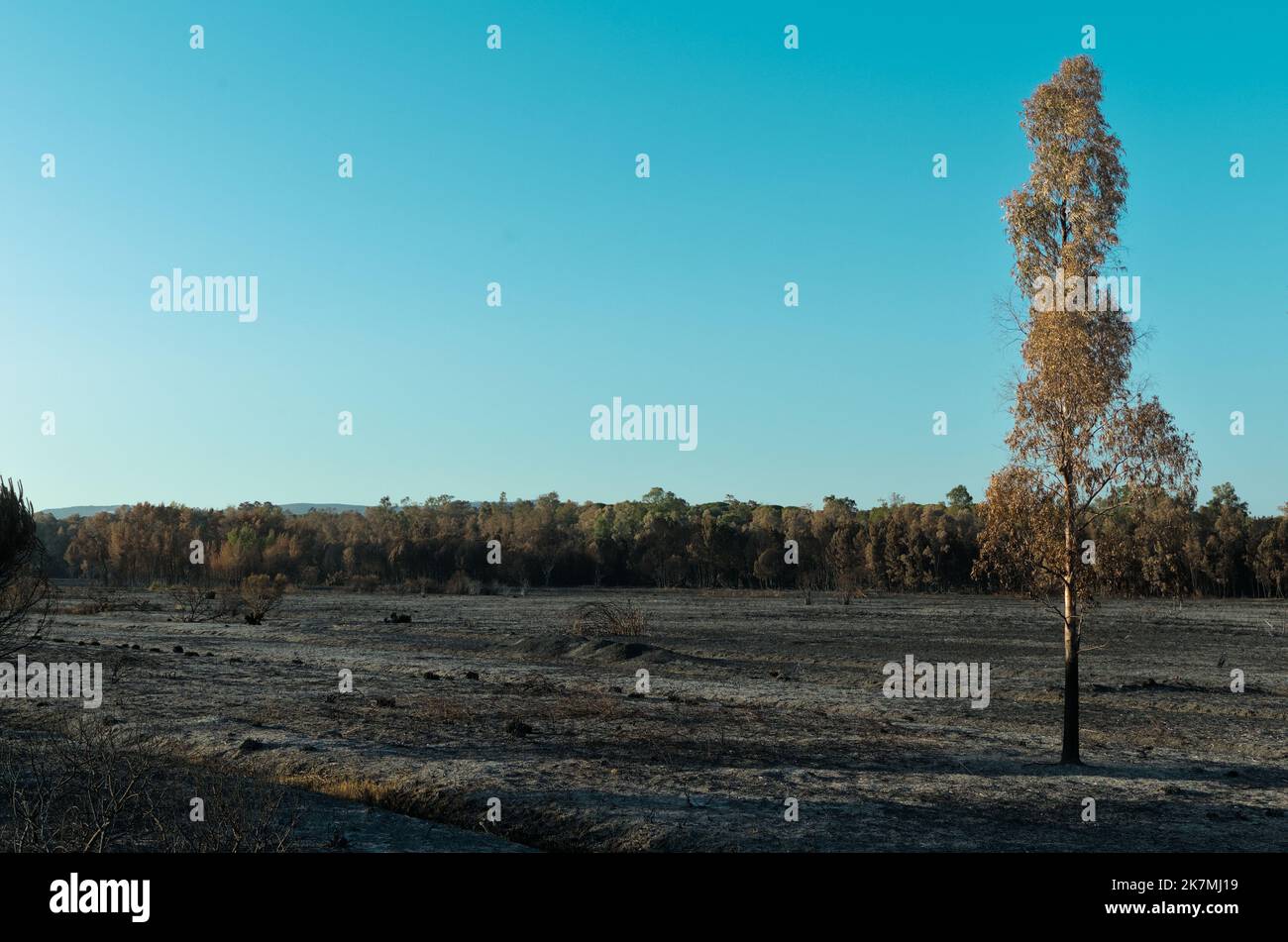 Aftermath of the wildfire of July 2022 in Ludo, Ria Formosa Natural ...