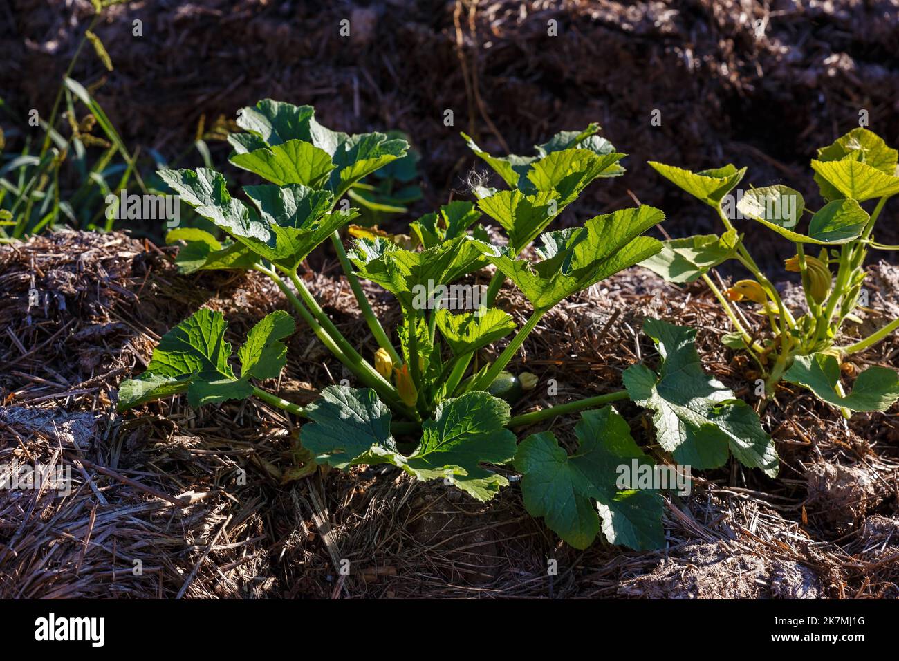 Green leaves Marrow vegetable on a manure garden bed. Courgette plant ...