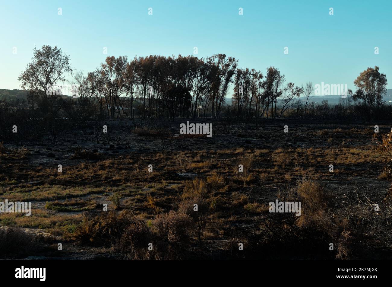 Aftermath of the wildfire of July 2022 in Ludo, Ria Formosa Natural ...