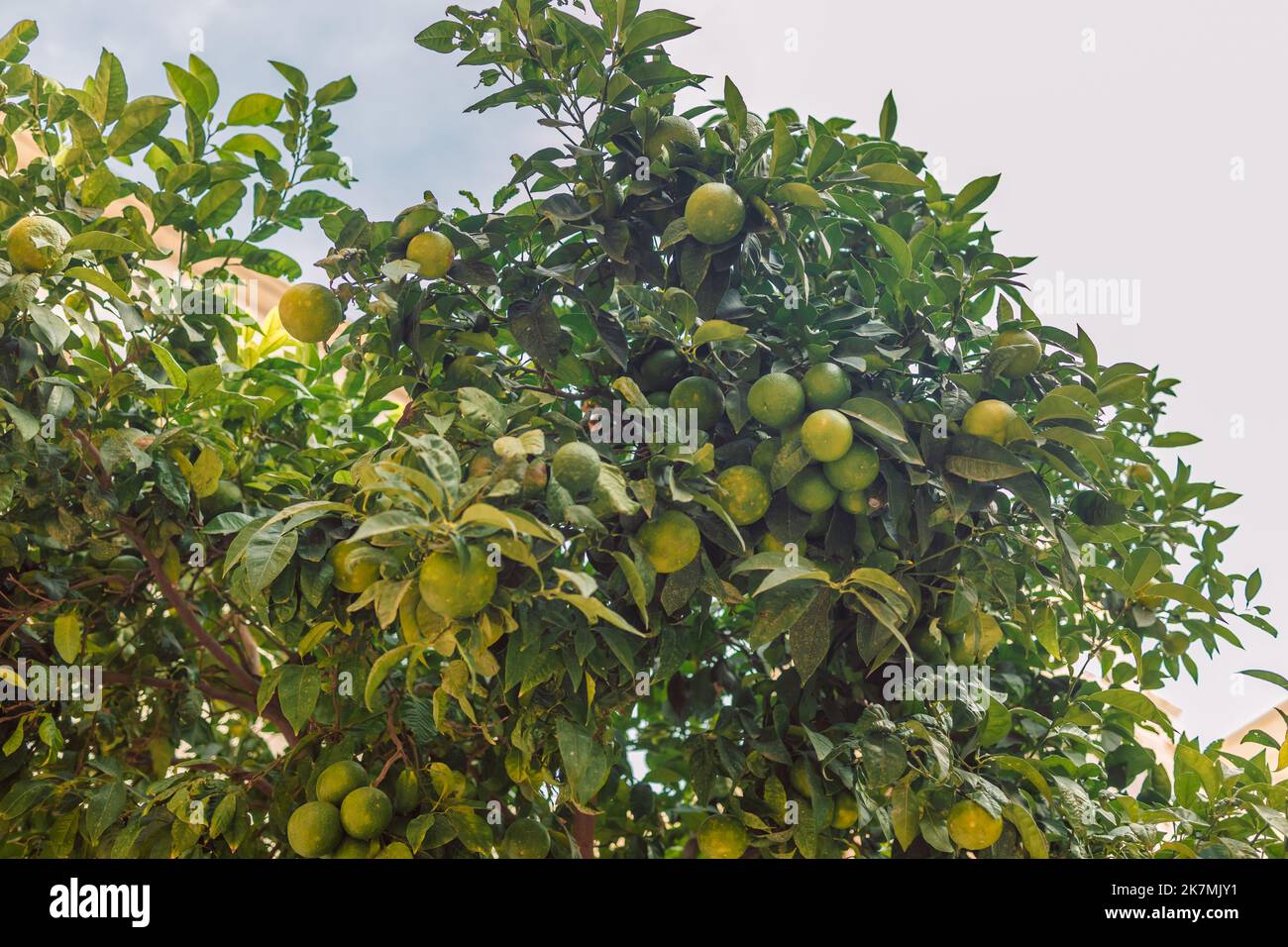 Valencia orange trees hi-res stock photography and images - Alamy