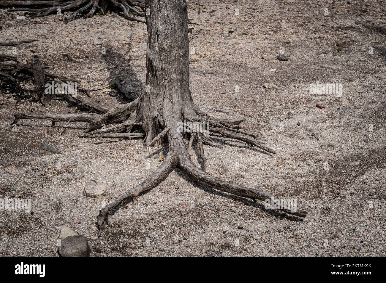 The remains of skeletal dead trees now exposed by severe drought ...