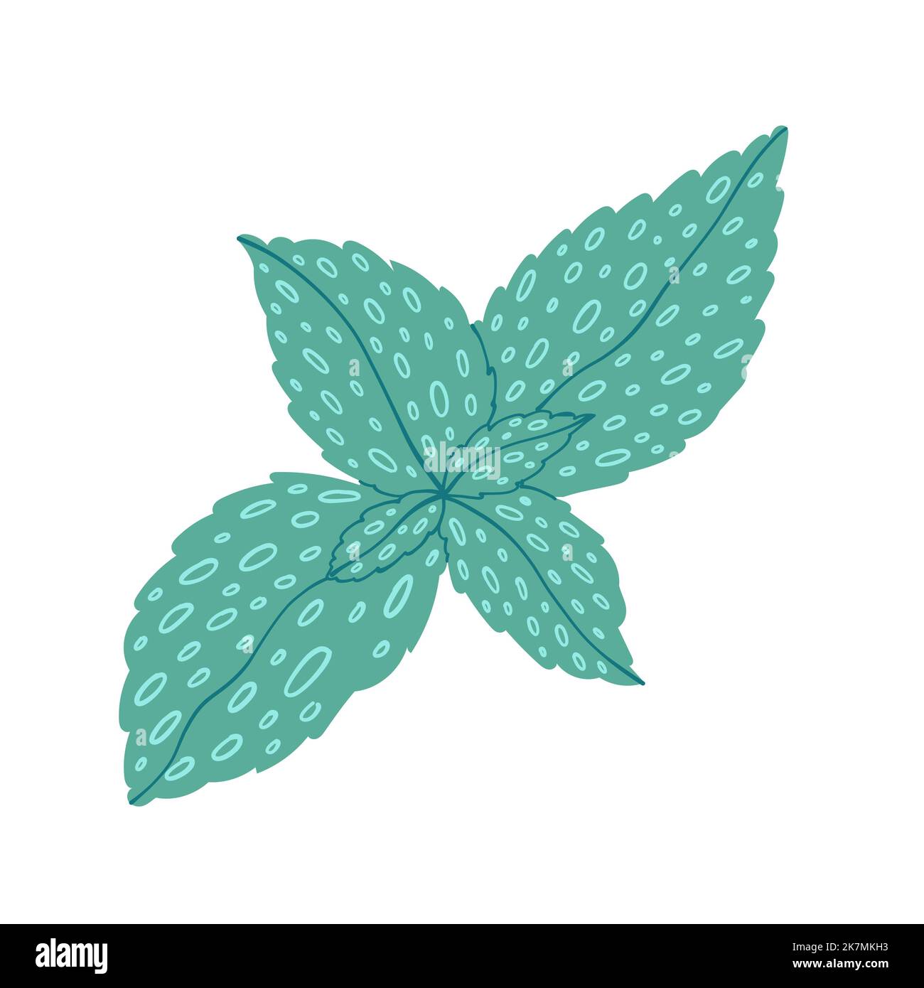 Mint on white background vector illustration Stock Vector Image & Art ...