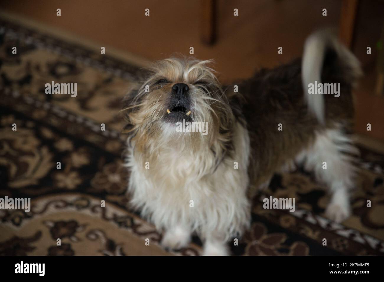 Havanese dog hi-res stock photography and images - Alamy