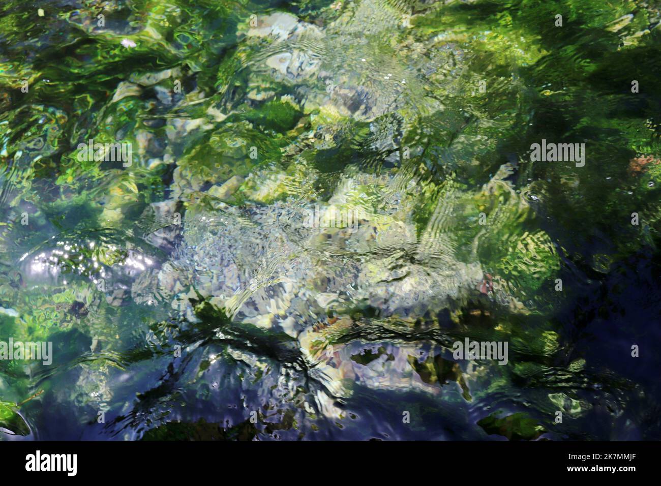 Algae under the sea. Background texture Stock Photo - Alamy