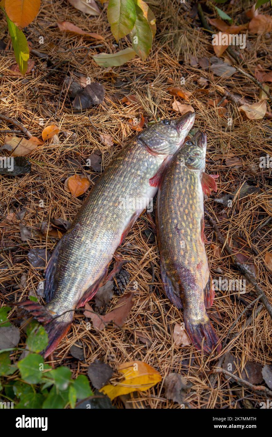 Fishing concept, trophy catch - two big freshwater pike fish know as ...